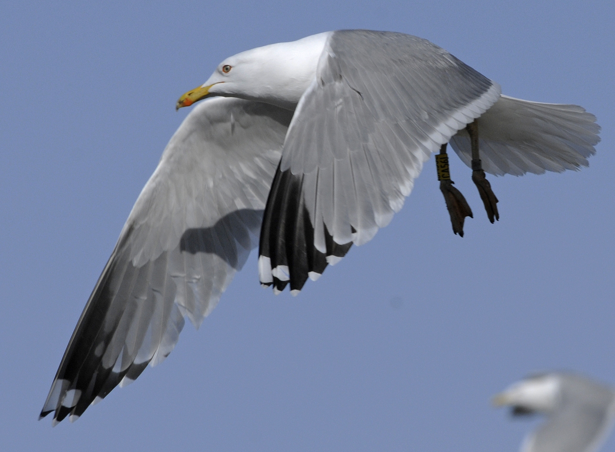 Gull Research Organisation